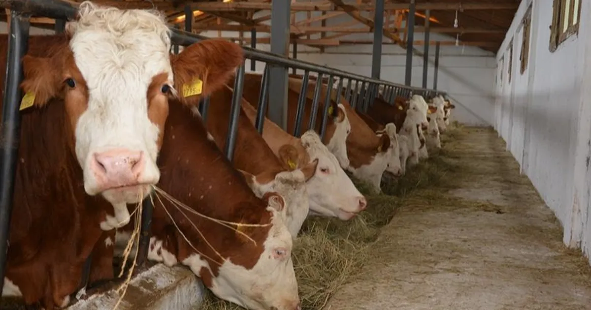 BALIKESİR İL TARIM’DAN BESİLİK HAYVAN İTHALATI DUYURUSU - Marmara Yaşam