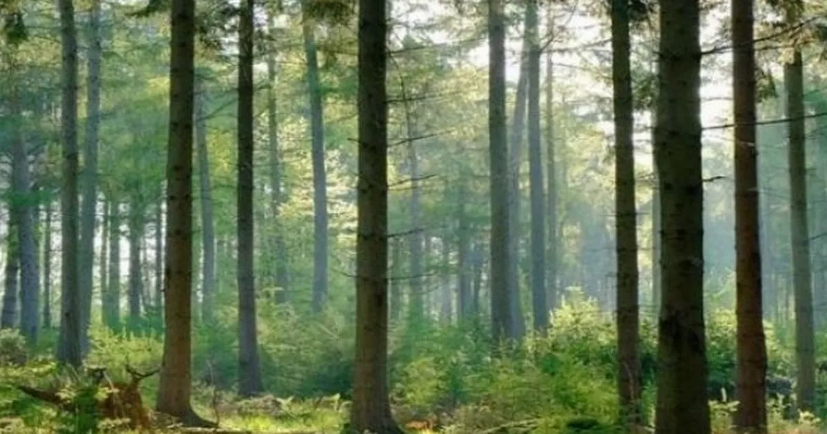 İvrindi Orman İşletmesi Kontrolörlük Hizmeti Alacak - Marmara Yaşam