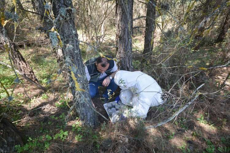BALIKESİR OBM ORMAN ZARARLILARINA SAVAŞ AÇTI - Marmara Yaşam