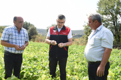 BALYA’DA YERLİ BADALAN FASULYESİNİN HASADI BAŞLADI - Marmara Yaşam
