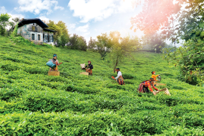 Doğuş Çay 2 Milyon Tonluk Üretimle Tarıma Değer Katıyor - Marmara Yaşam