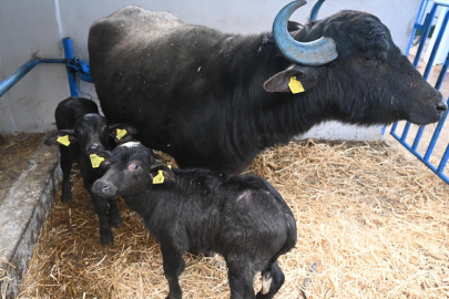 BANDIRMA MERİNOS'TA ÇİĞ MANDA SÜTÜ SATIŞI İÇİN TEKLİF SÜRECİ BAŞLADI ...